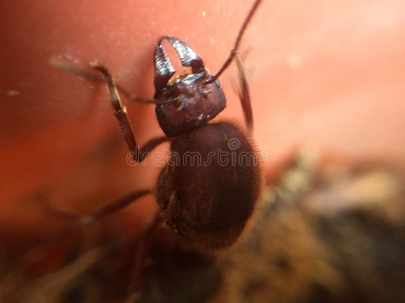 Big Ant stock photo. Image of founded, backyard, micro - 94529410