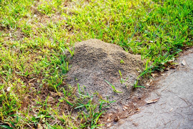 A big Ant Mound surround stock image. Image of green - 263119369