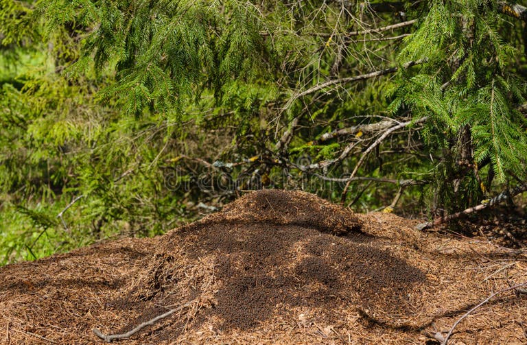 Big Anthill Close Up in the Forest Stock Photo - Image of anthill ...