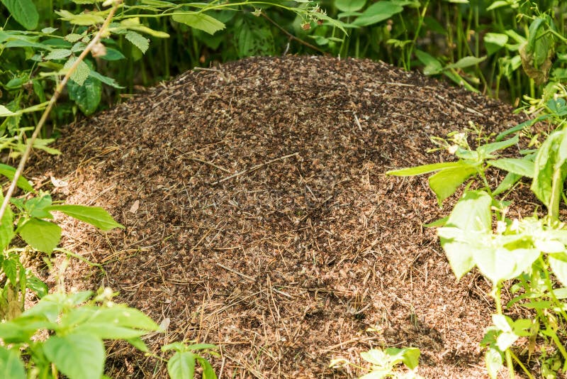 Big Anthill with Colony of Ants Stock Image - Image of green, foliage ...
