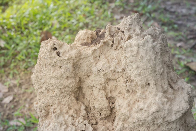 Big anthill stock image. Image of eater, animal, colony - 90980127
