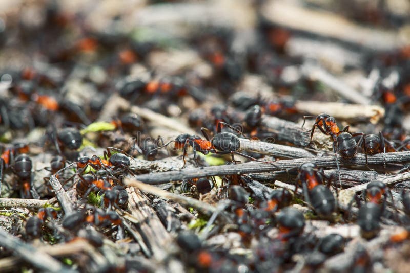 Ants at work stock image. Image of bustle, twigs, workers - 101397303