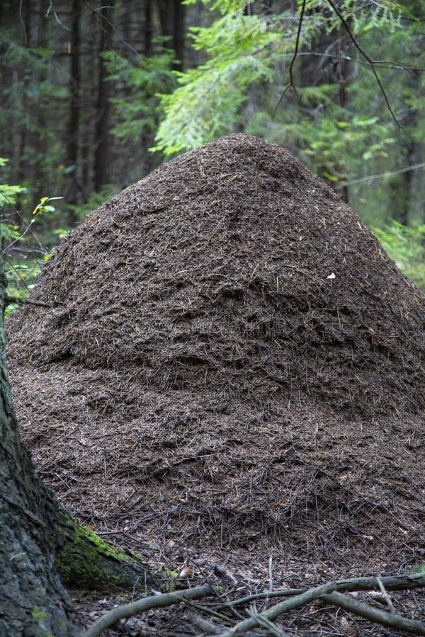 Big Anthill in the Forest. Huge House of Ants Stock Image - Image of ...