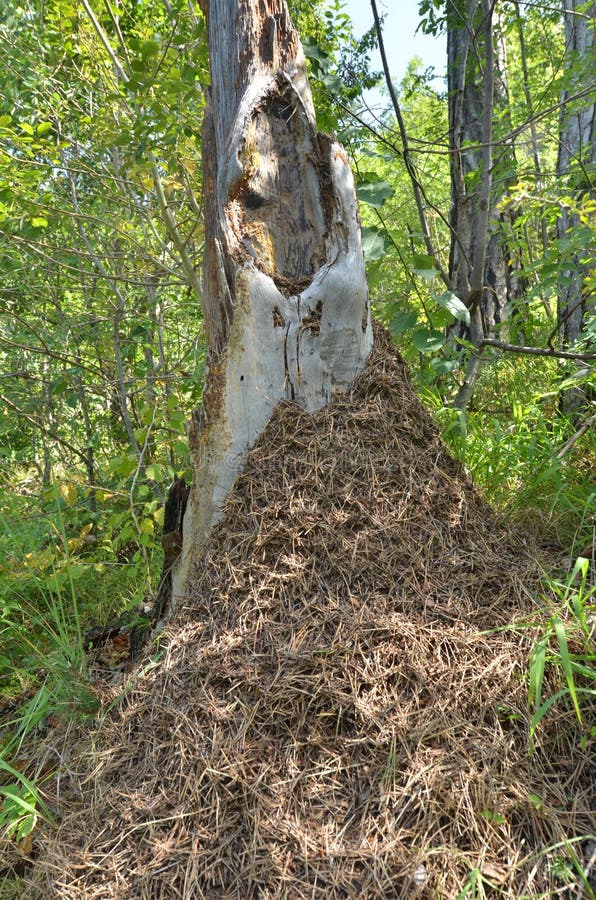 Big Anthill Near Dead Tree. Stock Photo - Image of nature, stump: 256025868
