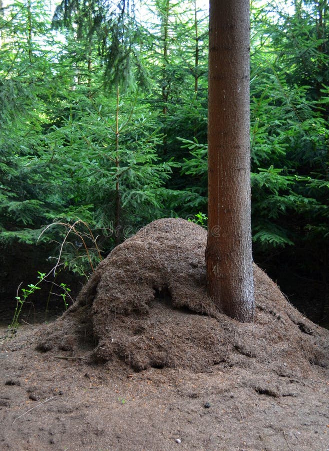 Big Anthill Next To Tree Stock Photos - Free & Royalty-Free Stock ...