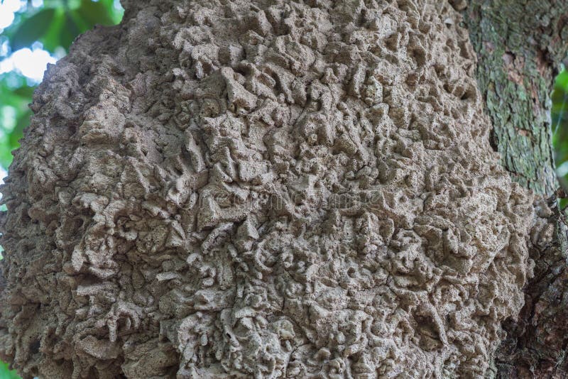 Big anthill on tree stock photo. Image of texture, heap - 85007832