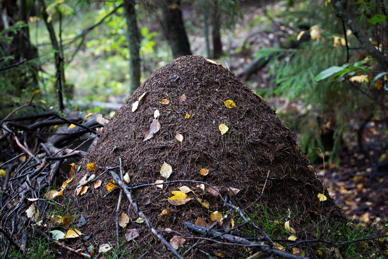 Big anthill in woods. stock photo. Image of community - 61128126