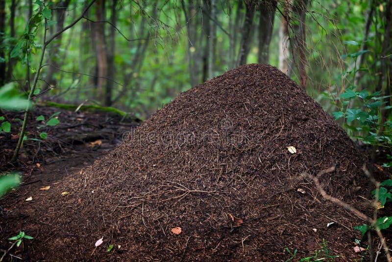 Big Anthill Stock Images - Download 986 Royalty Free Photos