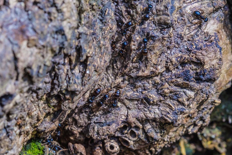 Big Ants Inside the Nest, Ant Workers in Colony, Macro Close-up Stock ...