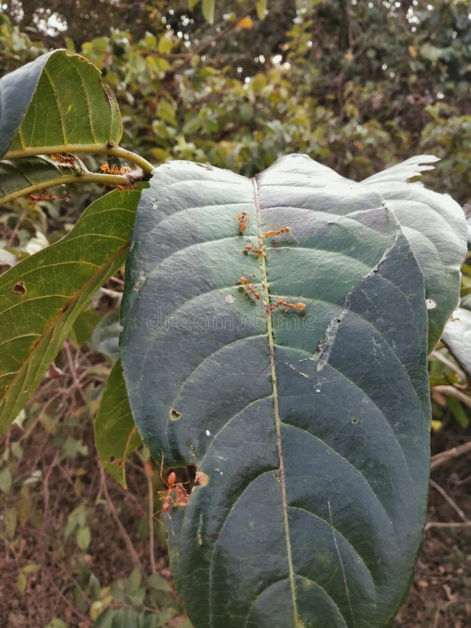 Big Ants on a large leaf stock image. Image of blue - 192710853