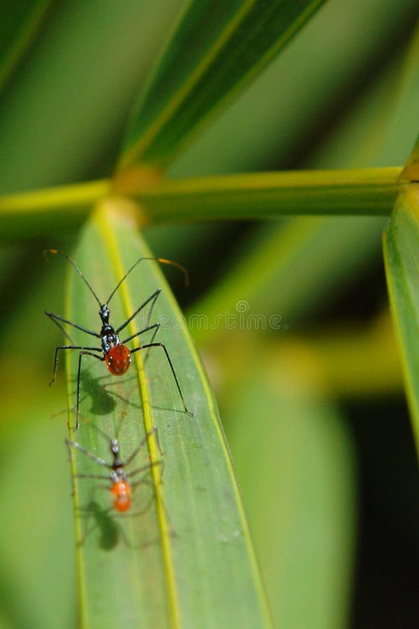 Big ants in a leaf stock photo. Image of plant, macro - 100526474