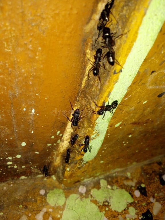 Big ants stock photo. Image of making, home, ants - 100489300