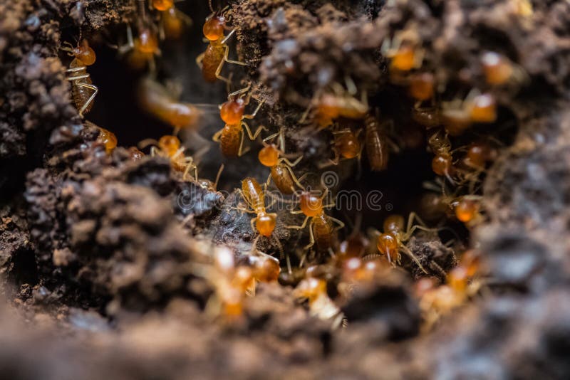 Big ants stock photo. Image of closeup, forest, insect - 76659302