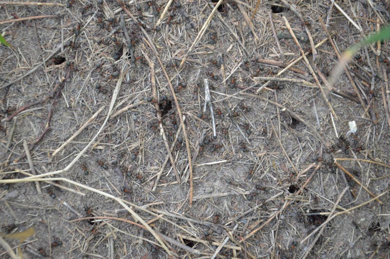 Big Ants Run Around the Nest Stock Image - Image of natural, leaf ...