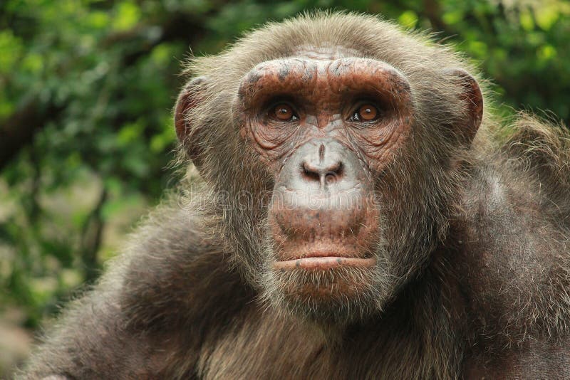 Big ape looking stock photo. Image of black, sitting - 26621924