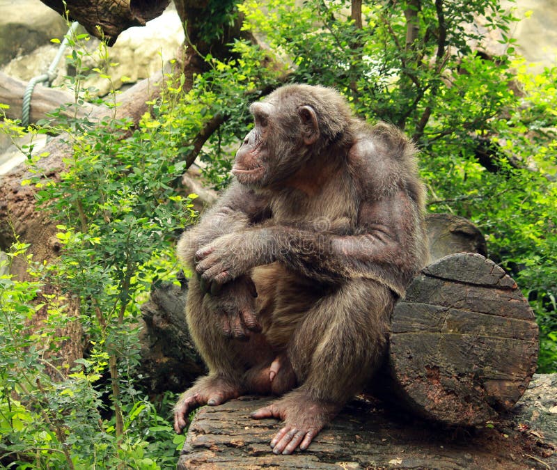 Big ape looking stock image. Image of black, front, view - 26621985