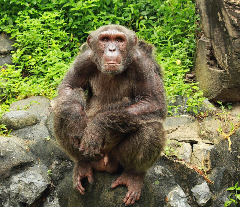 Big ape looking stock image. Image of black, front, view - 26621985