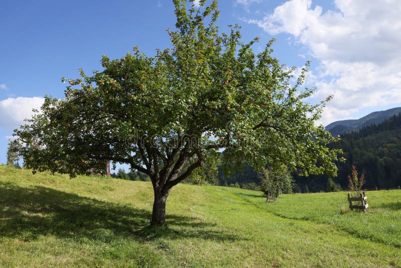 Big Apple Tree on Green Meadow Near Mountain Forest Stock Image - Image ...