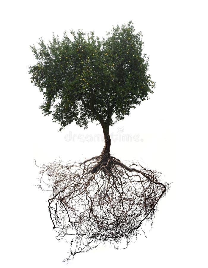 Big Apple Tree with Roots Isolated on White Background Stock Photo ...
