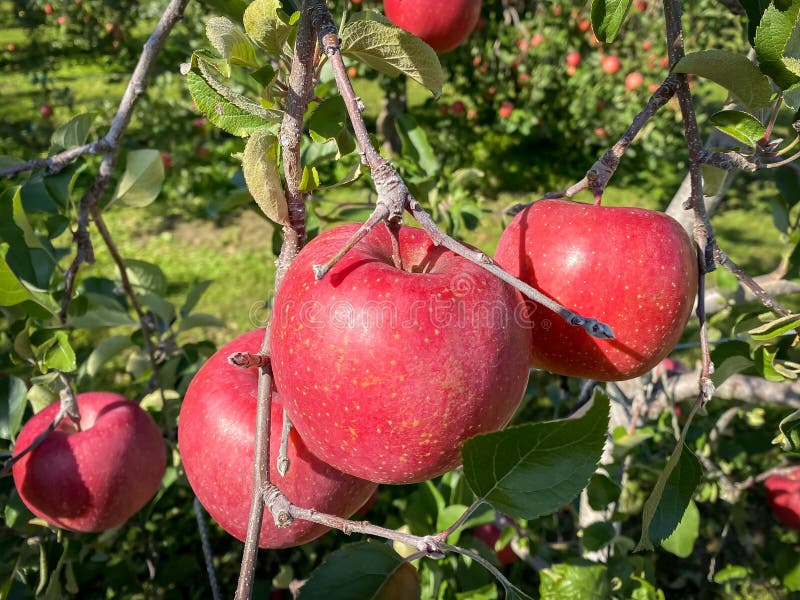 Big Apples Growing on the Apple Trees Stock Photo - Image of autumn ...