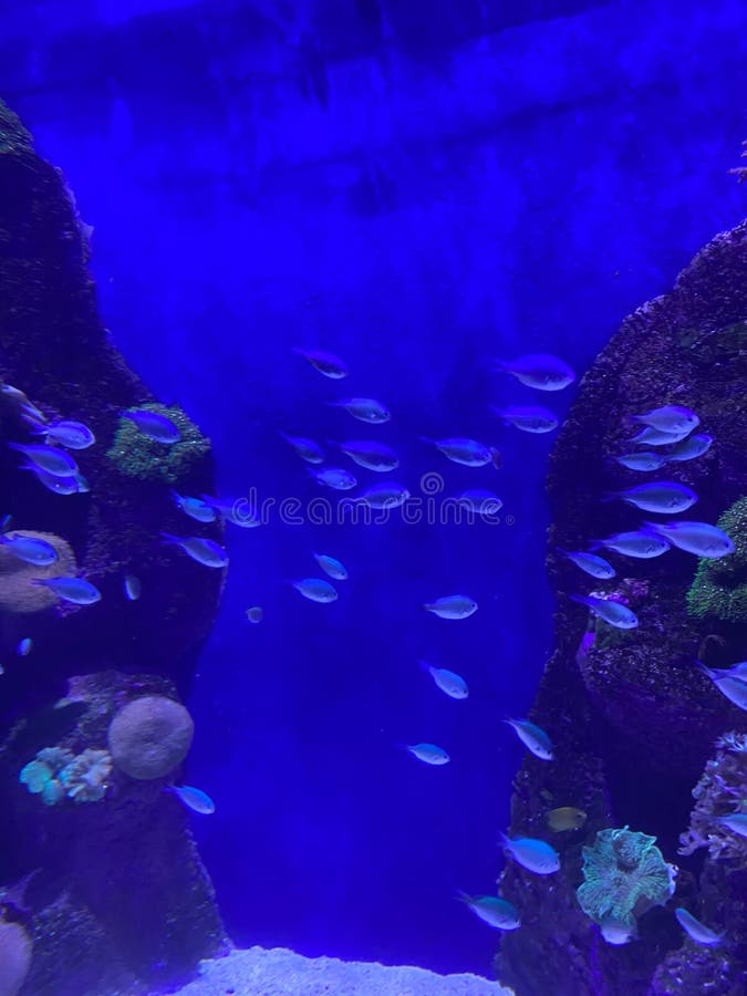 Big Aquarium at Gianyar Bali,at Bali Safari Stock Photo - Image of ...