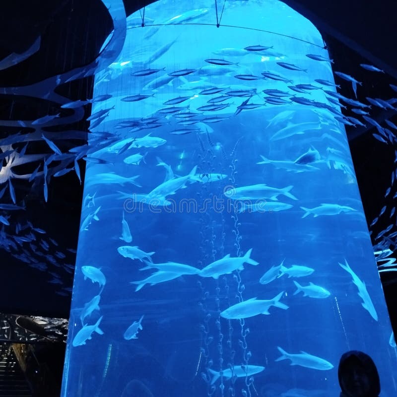 Big Aquarium with Thousand Fish Stock Photo - Image of darkness ...