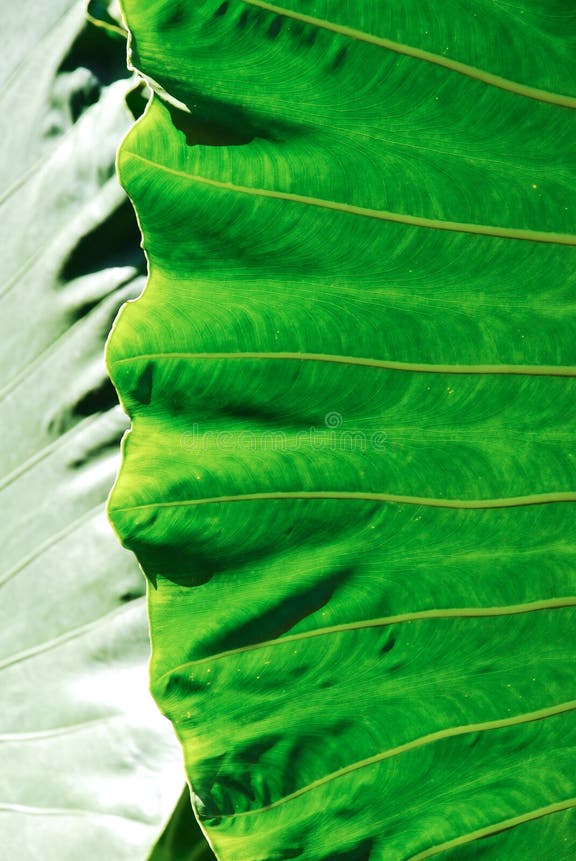 Big araceae leaf stock image. Image of leaf, greenish - 21771887