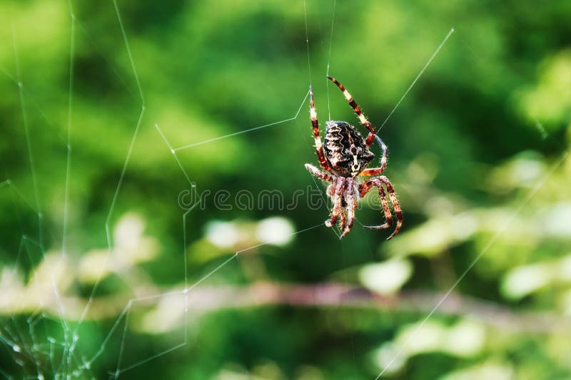 Big Araneus Spider Crawling on the Web in the Forest Stock Image ...