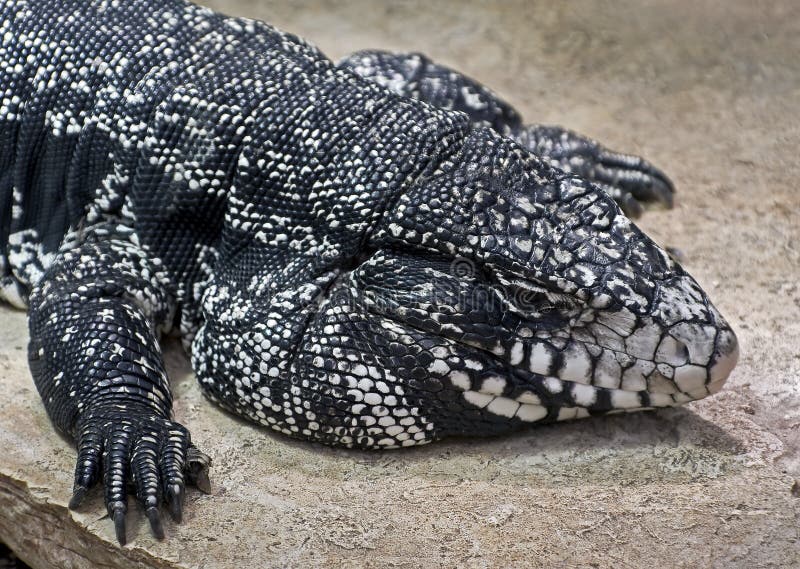 Big Argentinian Teju 3 stock image. Image of animal, strange - 2239967