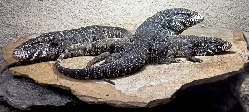 Big argentinian teju 8 stock photo. Image of tail, creature - 14108282