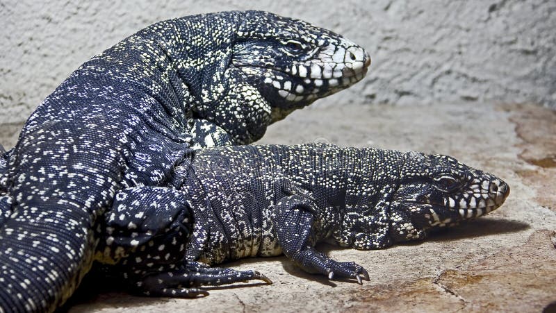 Big argentinian teju 8 stock photo. Image of tail, creature - 14108282