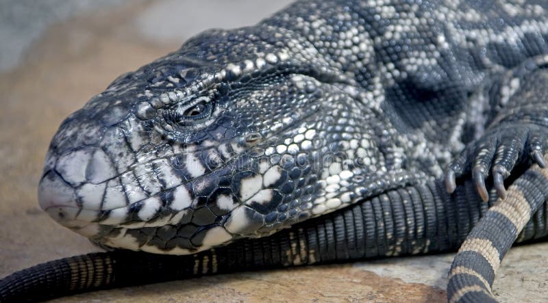 Big argentinian teju 10 stock photo. Image of view, rare - 17567324