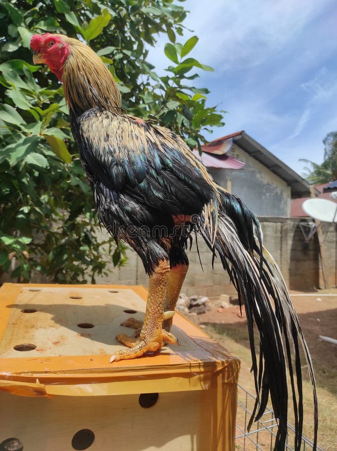 Big Aseel rooster stock image. Image of tail, rooster - 292187953