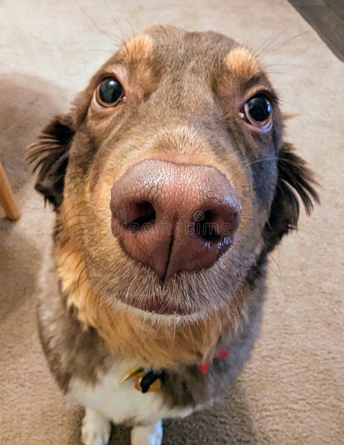 Big Australian Shepherd Dog Nose. Stock Photo - Image of shepherd ...