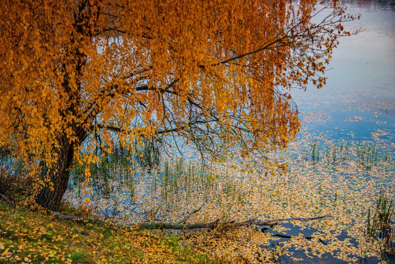 Tree Near River, Scenic Nature Landscape Stock Photo - Image of time ...