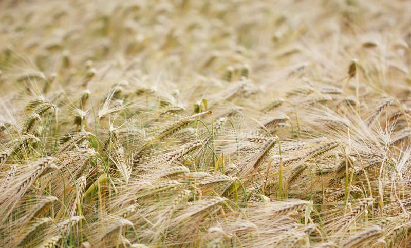 The Big Autumn Field with Yellow Wheat Stock Photo - Image of pale ...