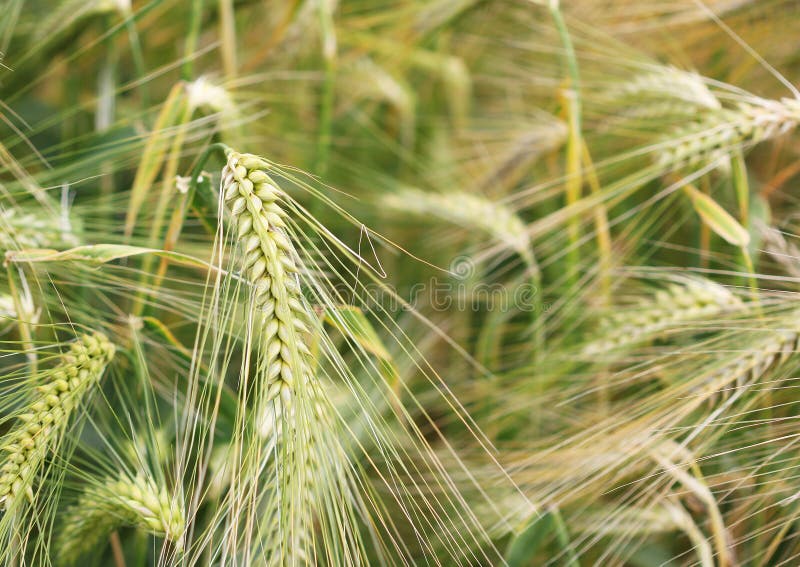 The Big Autumn Field with Yellow Wheat Stock Photo - Image of nature ...