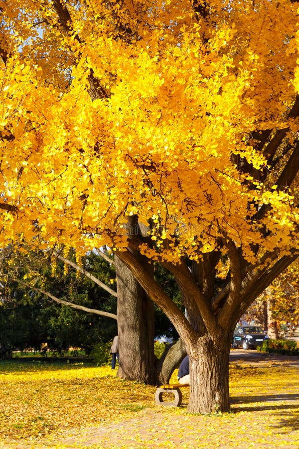 Big Autumn Ginkgo Tree in a City Park Stock Image - Image of botanical ...