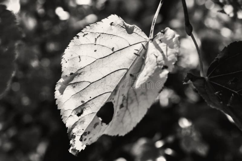 Big autumn leaf stock photo. Image of scenic, tree, background - 79435904