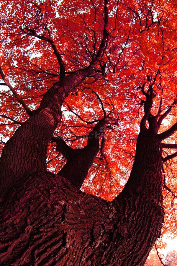 Big autumn tree stock image. Image of beautiful, forest - 78855925