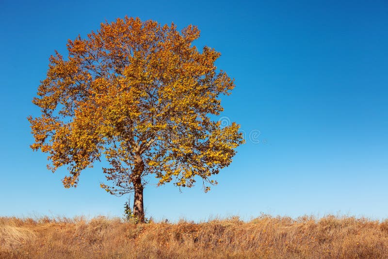 Big Autumn Tree and Deep Blue Sky Stock Image - Image of beautiful ...
