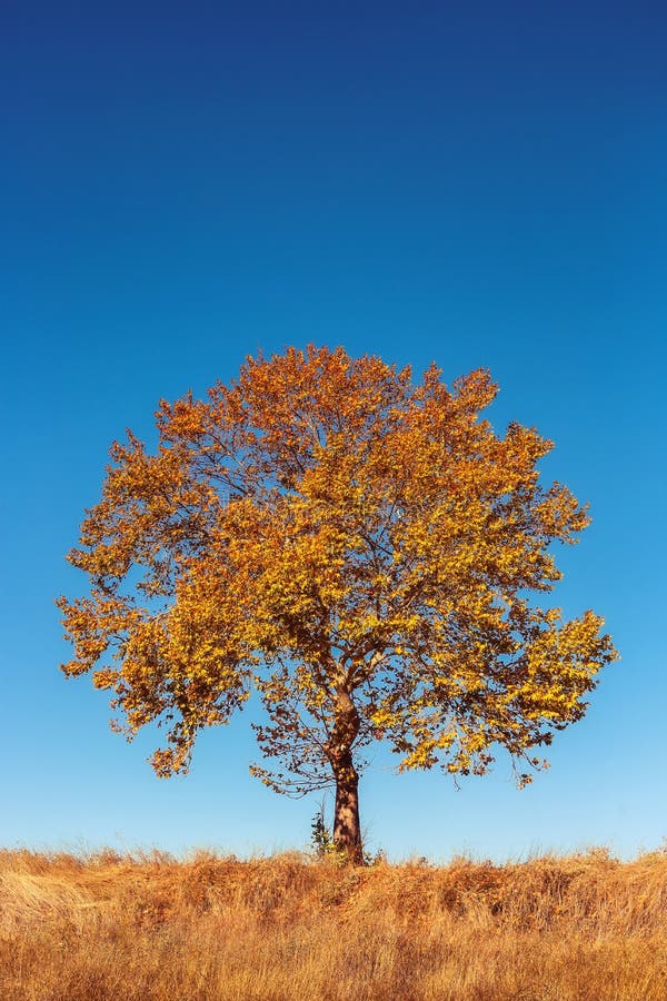 Big Autumn Tree and Deep Blue Sky Stock Image - Image of fall, light ...