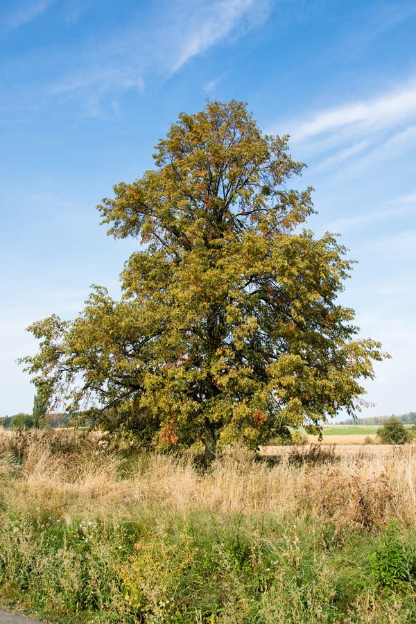 Big autumn tree. stock image. Image of nature, organic - 78825791