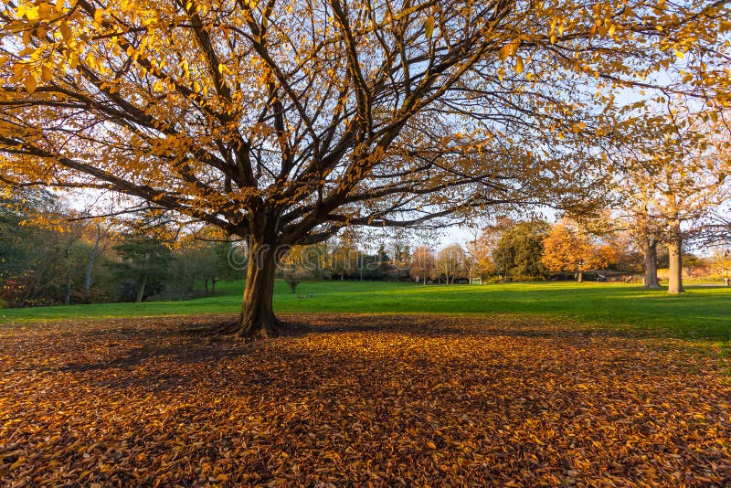 Big Autumn Tree in the Park Stock Photo - Image of sunny, landscape ...