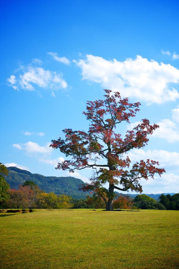 Big Autumn Tree with Red Leaves Stock Photo - Image of october, object ...