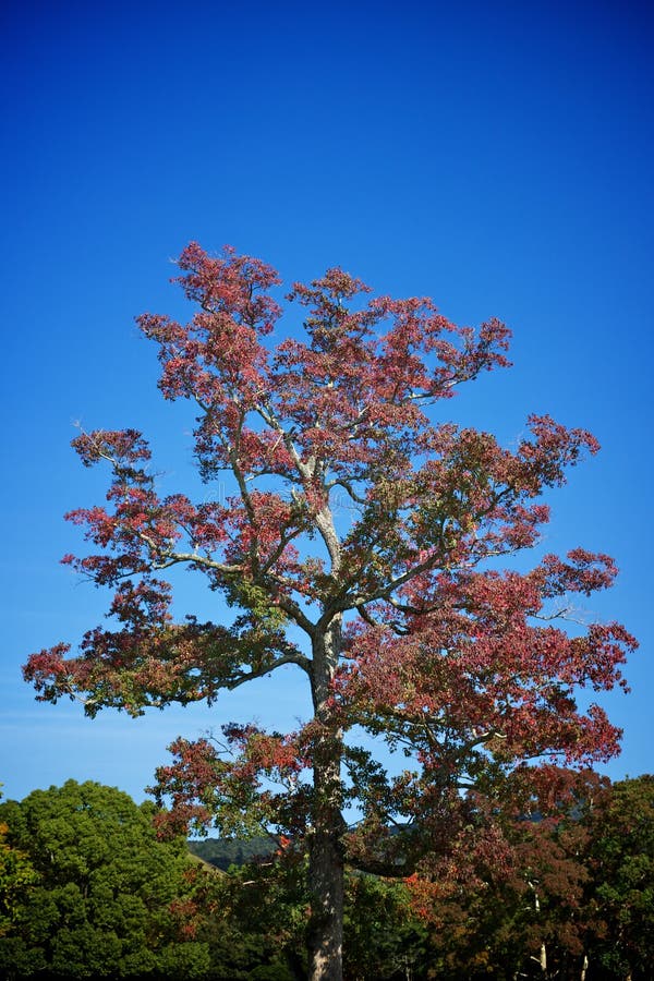 Big Autumn Tree with Red Leaves Stock Image - Image of clear, leaves ...