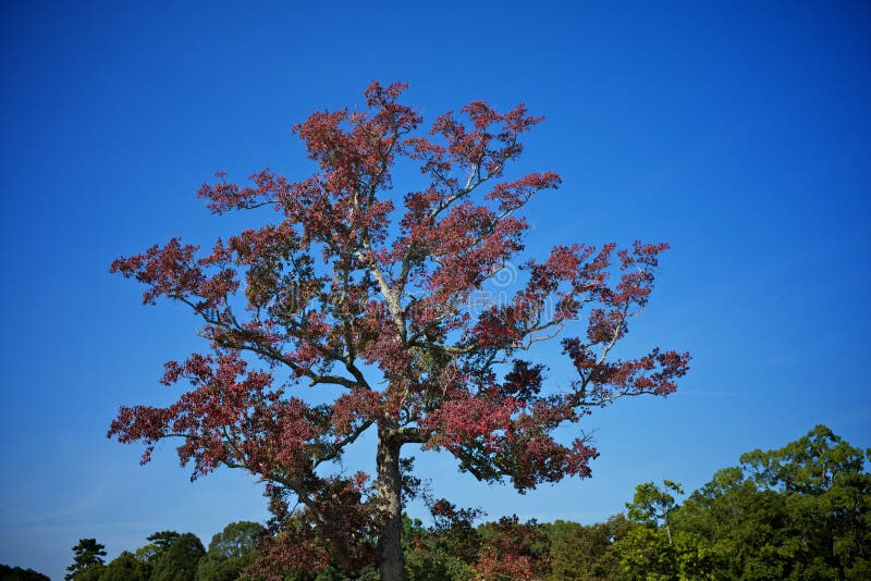Big Autumn Tree with Red Leaves Stock Image - Image of climate, blue ...