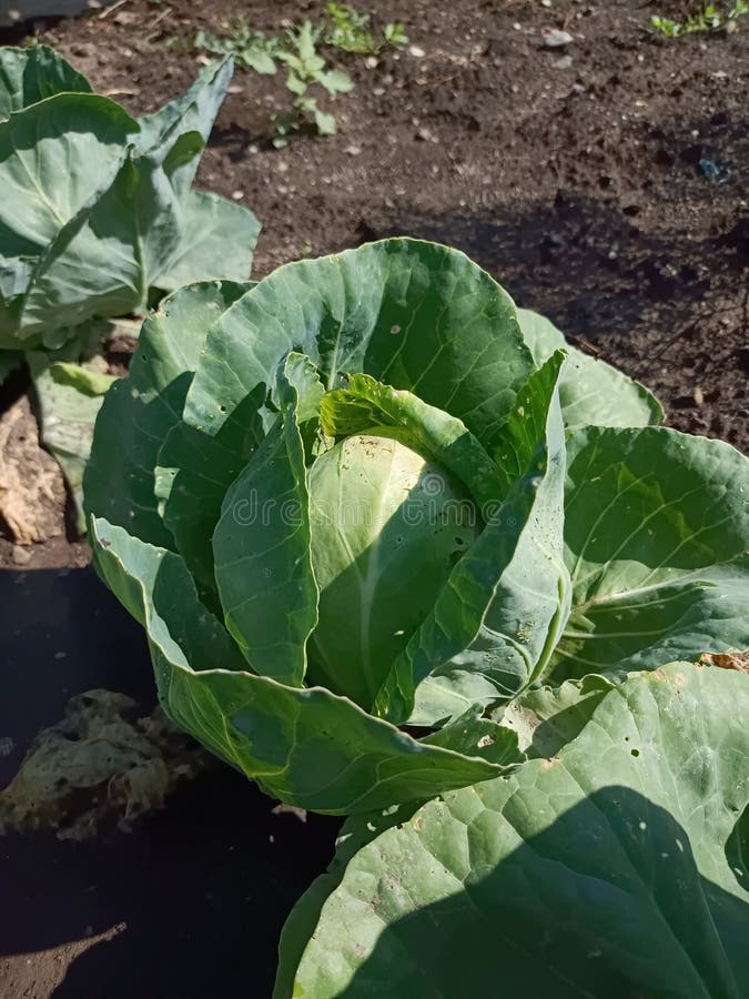 A big baby-cabbage stock image. Image of vegetable, soil - 251284613