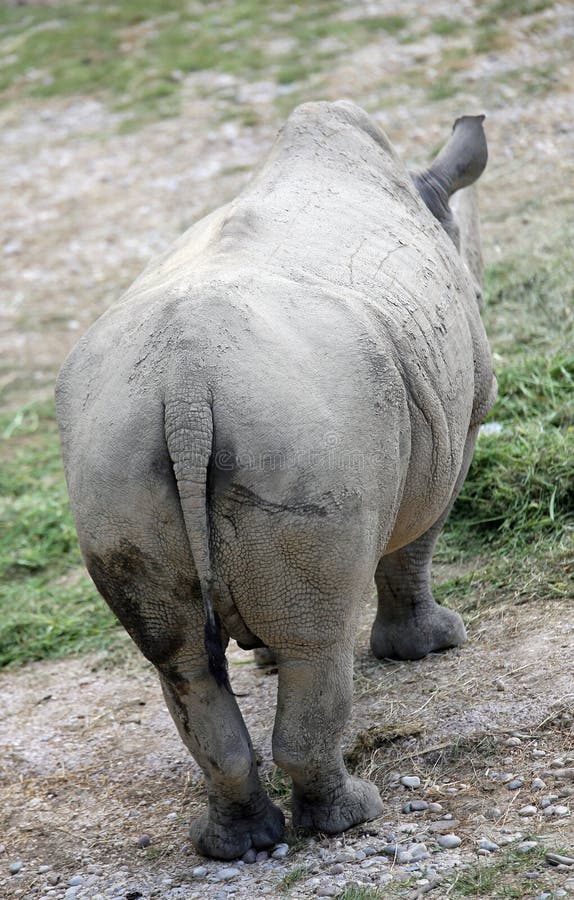 Big Back of the Majestic Rhinoceros Seen from Behind Stock Image ...