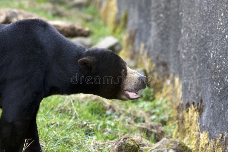 Big Bad Bear Picture. Image: 8048437